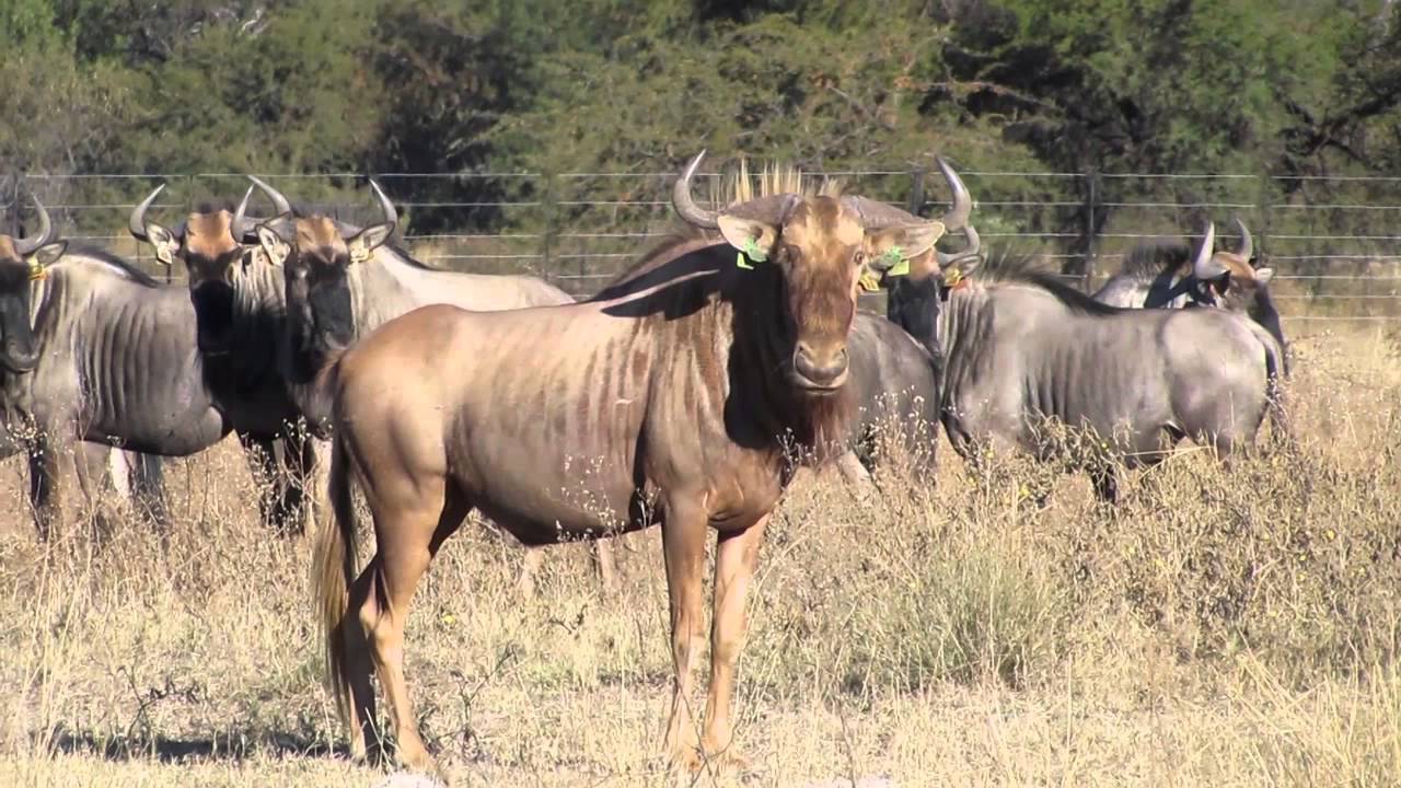 VLEISSENTRAAL GOUE WILDEBEES 2015 3 HD 720p - YouTube