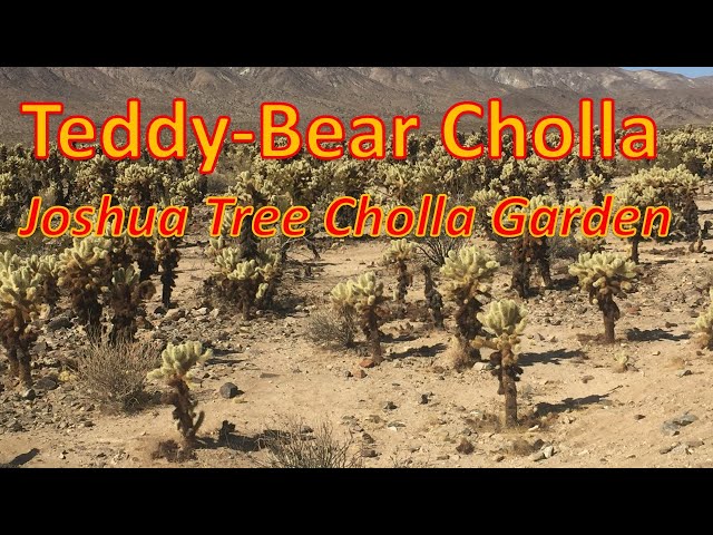 Teddy Bear Cholla Attacks