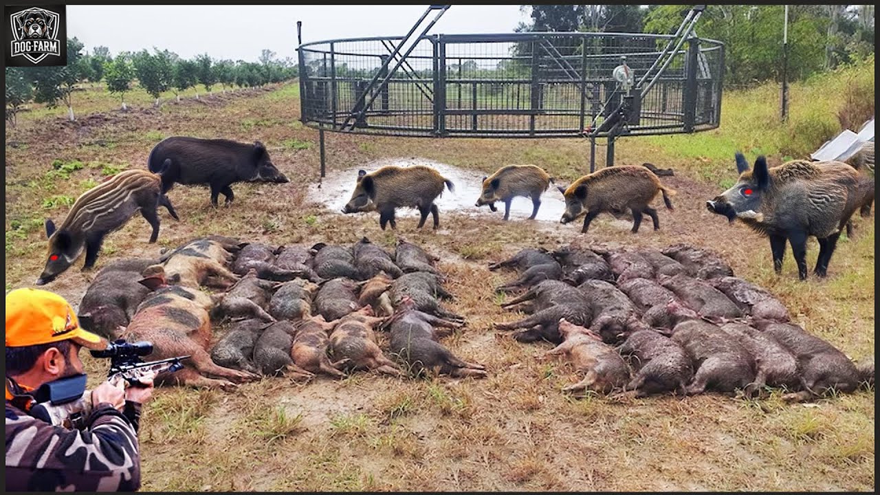 How Do American Farmers Trap Millions of Wild Boars with JAGER PRO ...
