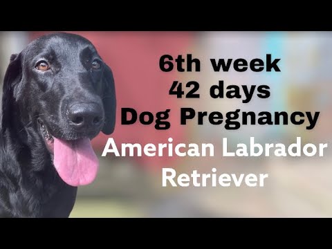6th Week (42 days) American Labrador Retriever Dog Pregnancy - YouTube