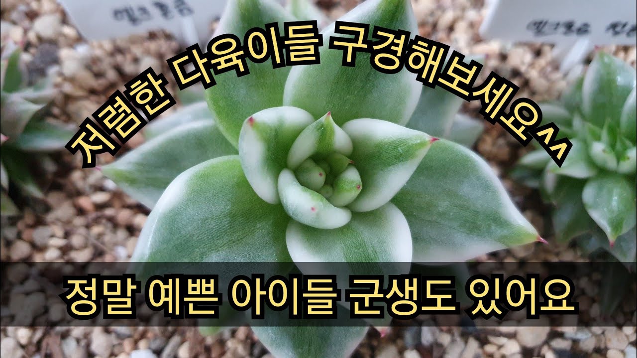 1월 25일 예쁜 저렴이 금아이들 얼른 구경해보세요 다육 다육이금 다육이 다육식물 다육이키우기 금다육 금다육이