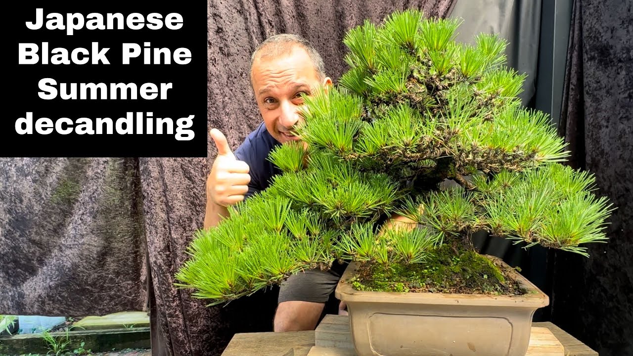 Bonsai Japanese black pine Sumer decandling How to decandle black pine bonsai - YouTube