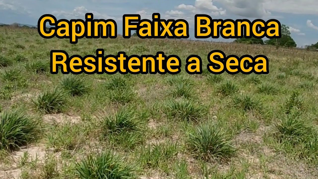 Capim Faixa Branca ou Capim Creme Onze muito resistente a seca em solos ...