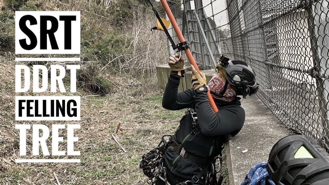 Felling SRT Ddrt Tree Climbing Husqvarna T536LiXP - YouTube