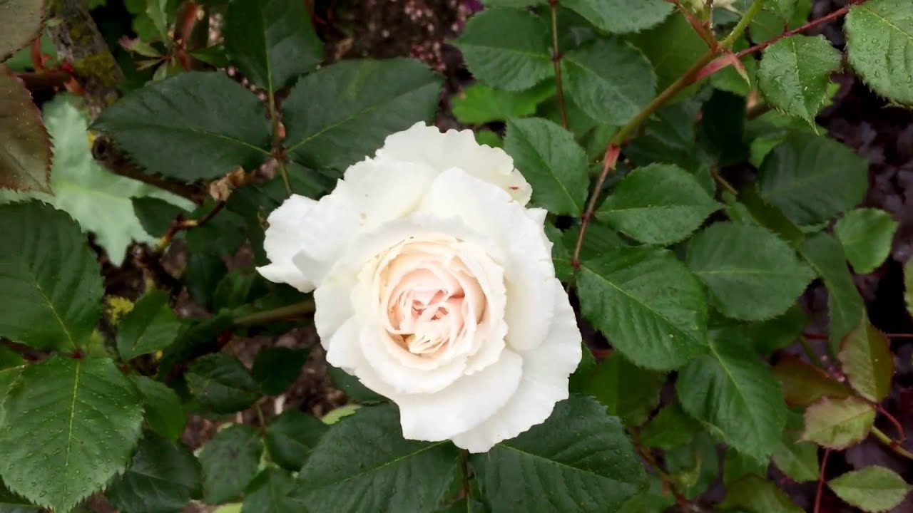 British Spring Blossoms - White Roses Blooming In Garden #rose # ...