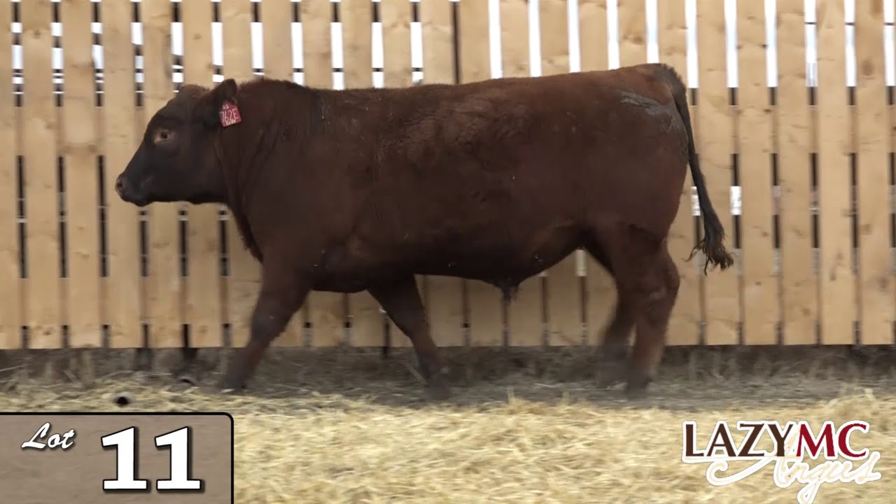 Lot 11 - Lazy MC 2019.mp4 - YouTube