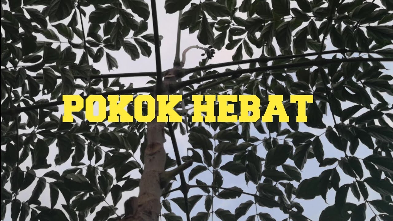 Pokok Ulam Sayur Istimewa Dengan Nilai Perubatan Tinggi. Beka atau Beko ...