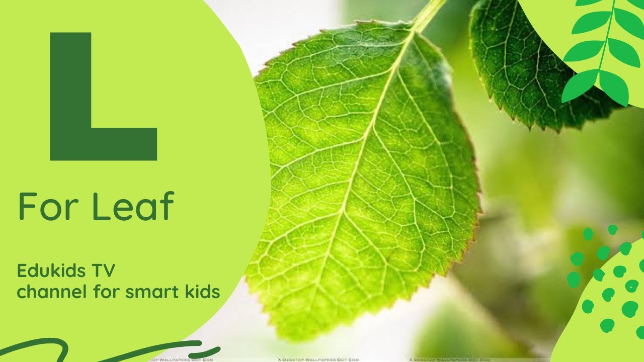 Alphabet, L for Leaf | Alphabet for kids #alphabet #forkids #english ...