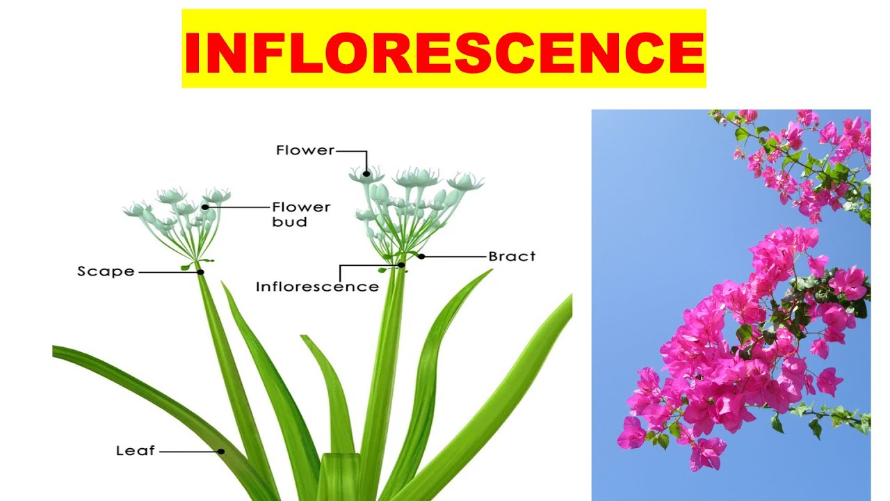 Meaning of inflorescence | Stalk of flower | Flower with bract | 12th ...