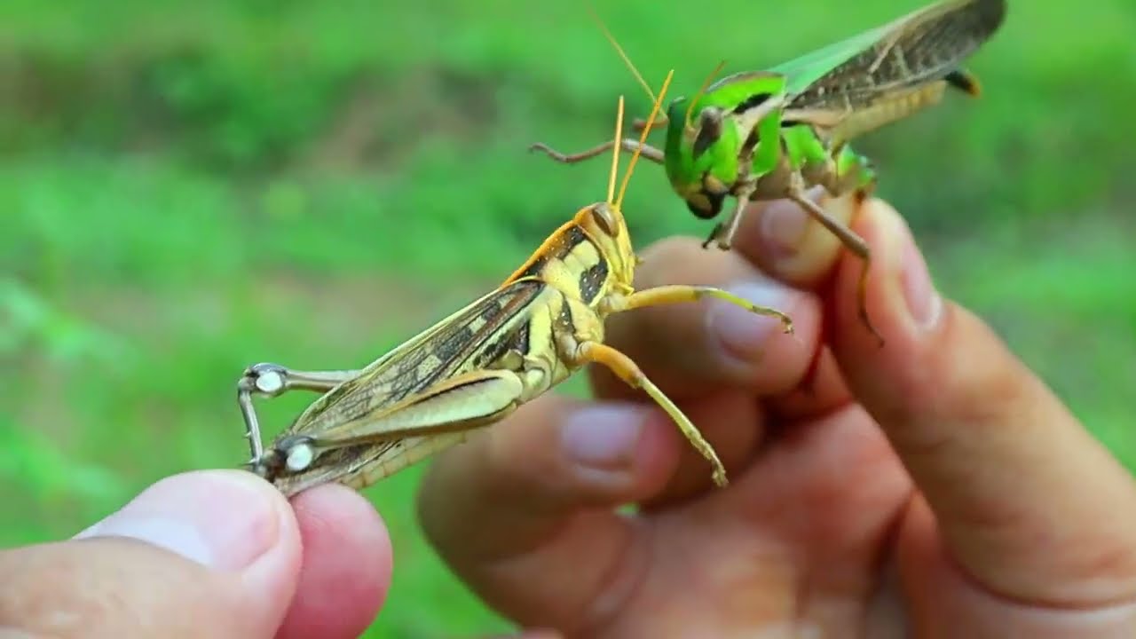 Catch various Insects and Playing Beautiful Insects with Real ( Insects ...