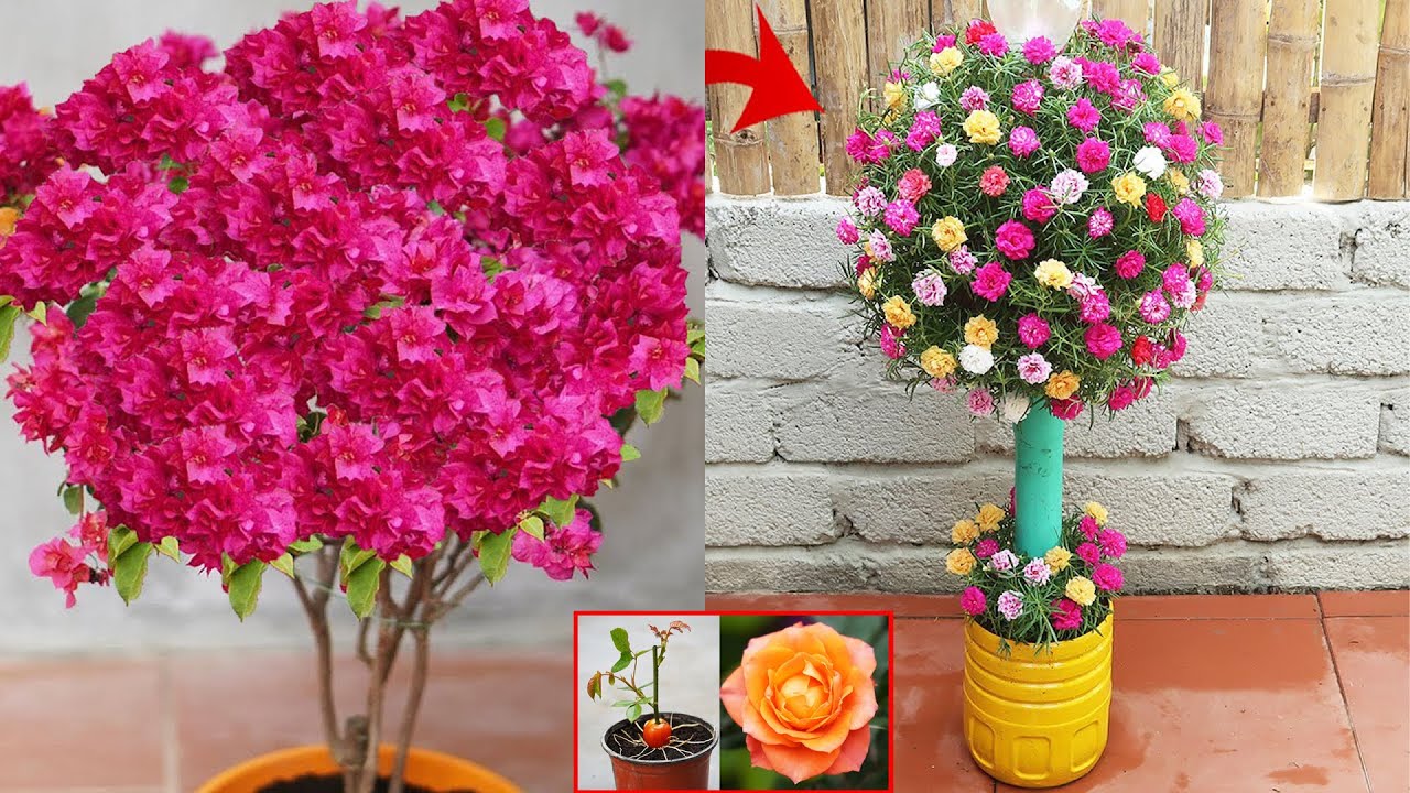 Expert Gardening Hacks Create Stunning Flower Pots Easily! - YouTube