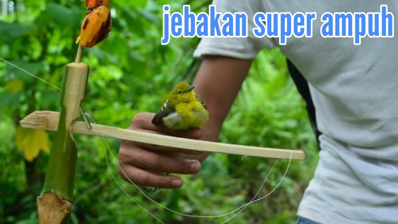 Jebakan burung kecil dari ranting kayu || easy bird trap how to make to ...