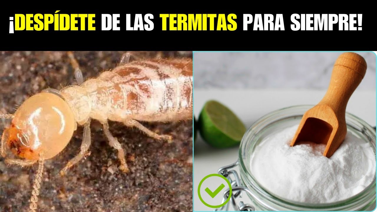 Termitas Tratamiento Casero