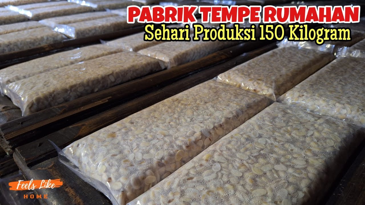 PROSES PEMBUATAN TEMPE 150KG SEHARI | Soybean Fermentation | Indonesian ...