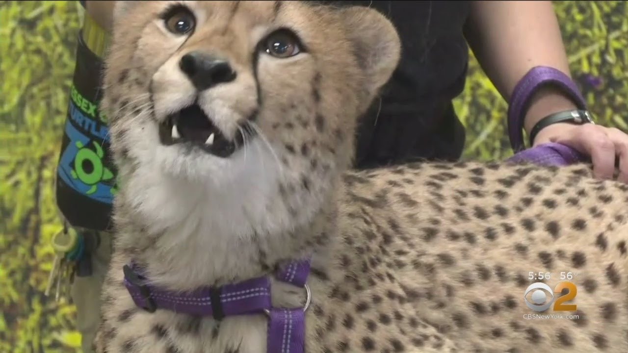 Best Friends With A Purpose: Cheetah Has A Therapy Dog At The Turtle ...
