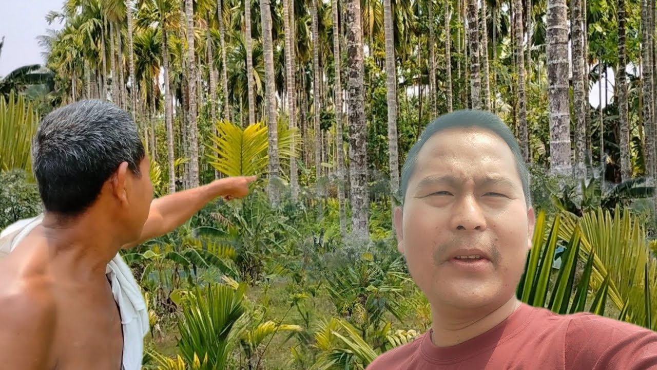 BODOLAND NUT FARMING//BETEL NUT CULTIVATION//SUPARI BAGAN FROM ASSAM ...