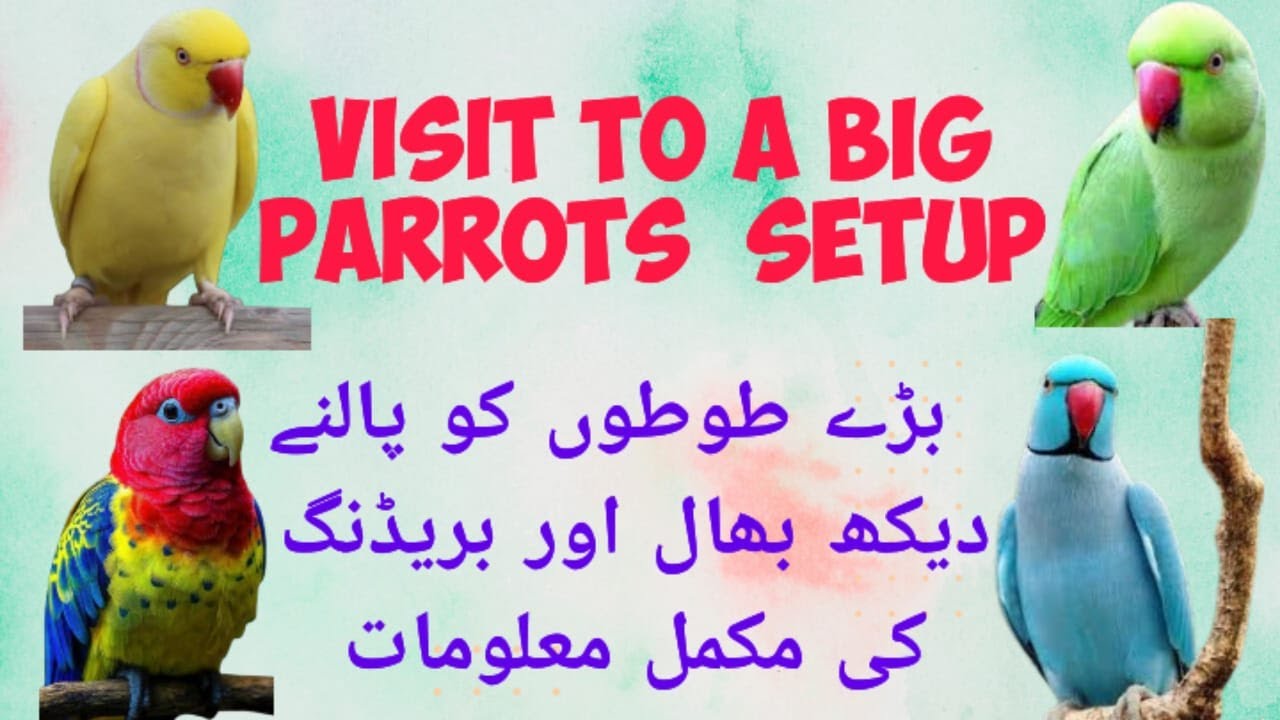 Visit to a big parrots setup| How to breed Rosellas , Ringneck , Sun ...