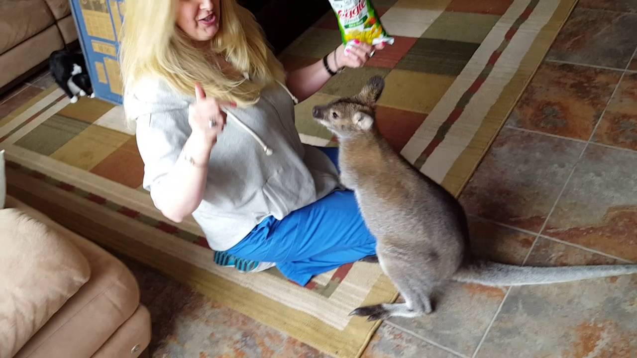 MEETING JACK THE WALLABY! - YouTube