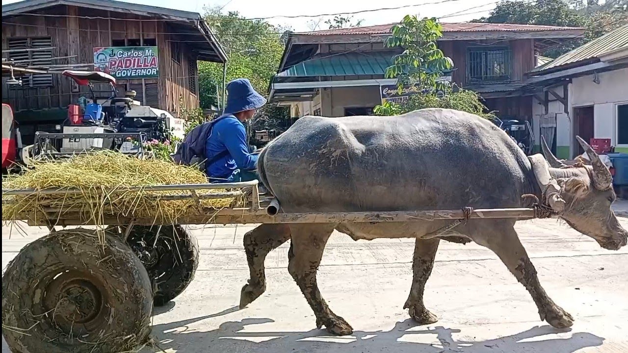 KALABAW ANG KATUWANG SA BUKID/BUWAN NG ANIHAN/Buhay Probinsya - YouTube