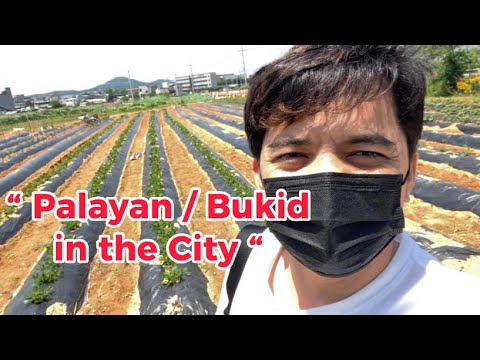 Pinoy Store/ Palayan sa Korea - YouTube