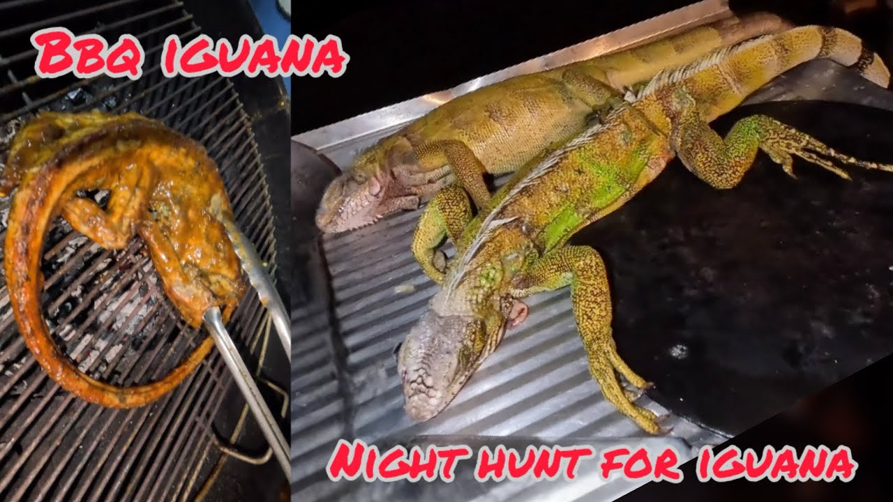 Hunting for Iguana in Trinidad! Midnight Cookout🇹🇹🔥BBQ Iguana & Roast fish🔥#caribbean #hunting ...