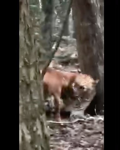 dog vs tiger fight #tiger #dog #shots - YouTube