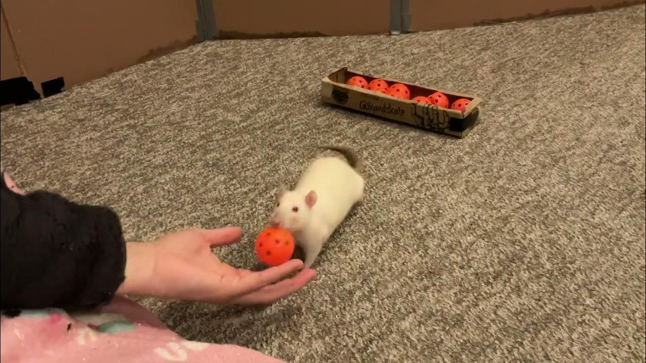 My old rat Omelet doing some scent work! - YouTube