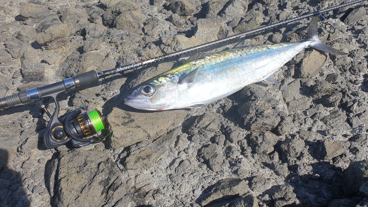 Shore Jigging with Palms Shoregun Evolv for Double Lined Mackerel - YouTube