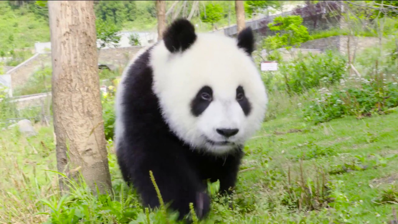 Panda says Milk is his favorite too! - YouTube