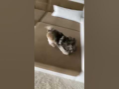 Собака бігає зі швідкістю світла - YouTube