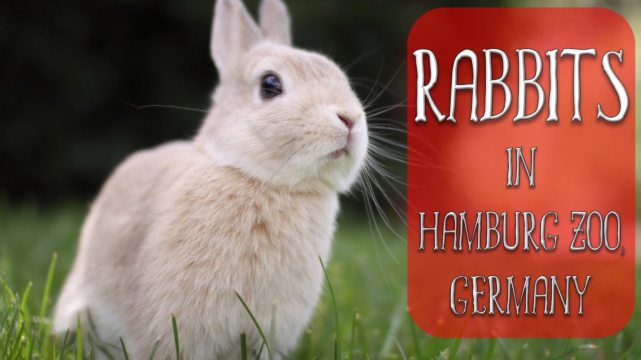 Rabbits In Hamburg Zoo, Germany - YouTube