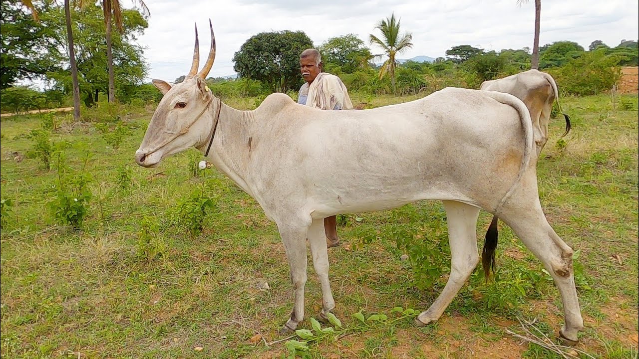Beautiful hallikar cows of Venkatachalaiah Palanahalli - YouTube