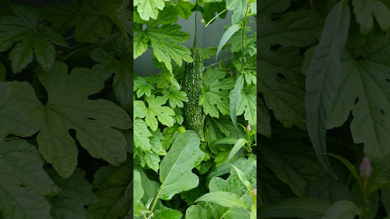 Bitter Melon, karavila growing organically. #organicgardening # ...