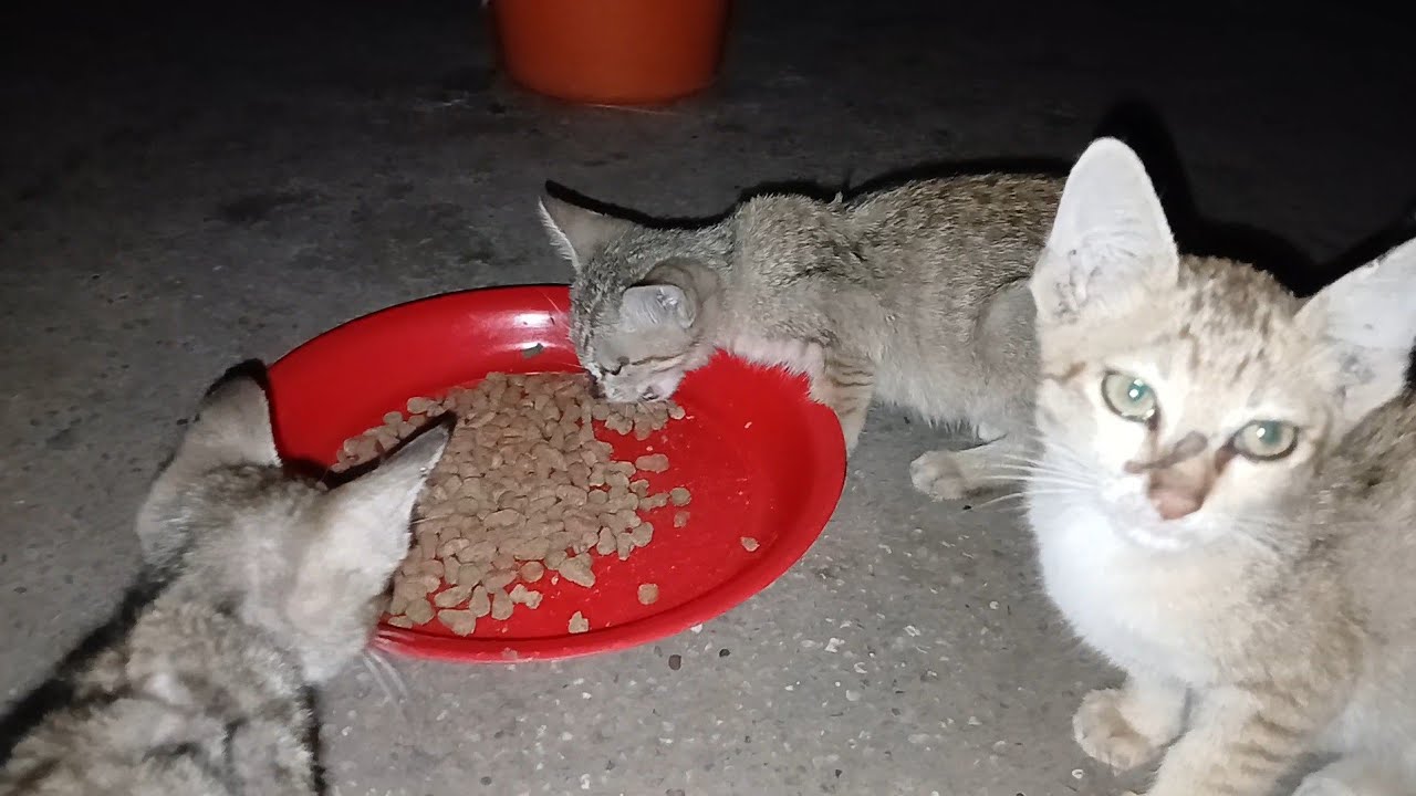 Kittens eat food and drink water. - YouTube