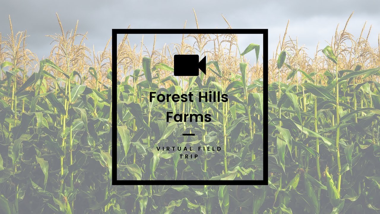 Sweet Corn Production Virtual Field Trip - YouTube