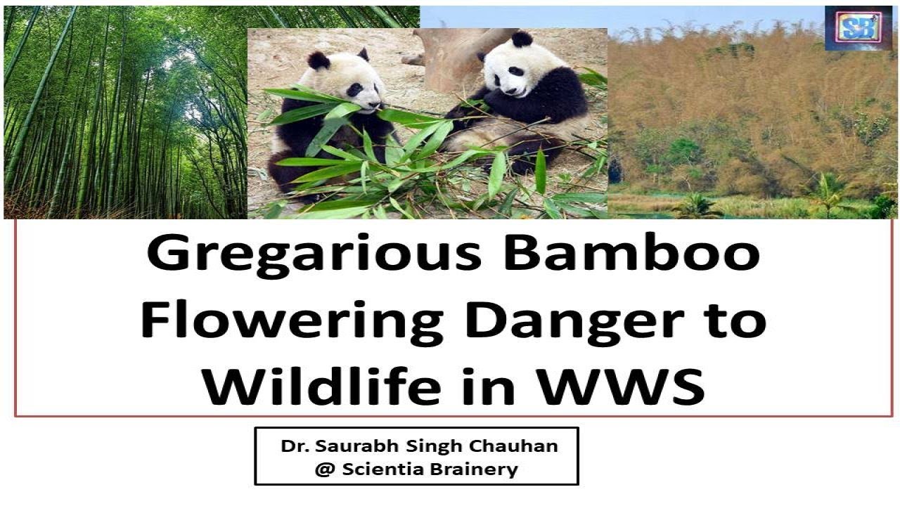 How Gregarious Bamboo flowering is a threat to wildlife - YouTube