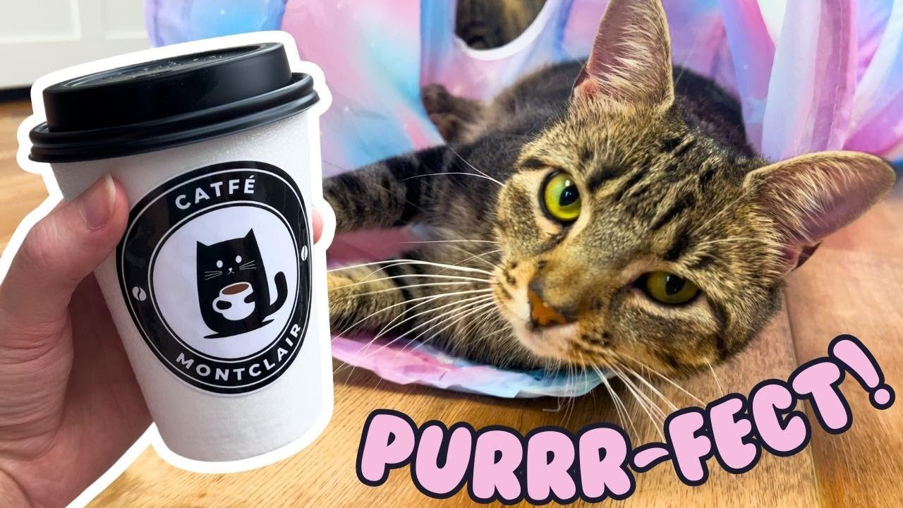 Coffee AND Cats! // Catfé Montclair, NJ - YouTube