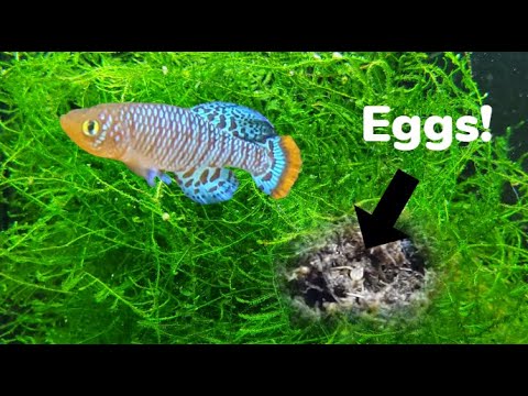 Notho Killifish Breeding! How to Breed and Hatch Nothobranchius ...