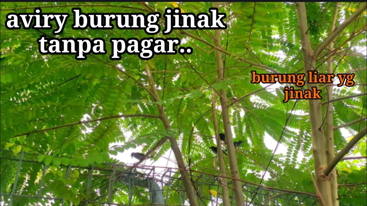 BURUNG² INI SEMUA JINAK_TAPI KITA LIARKAN DI ALAM - YouTube