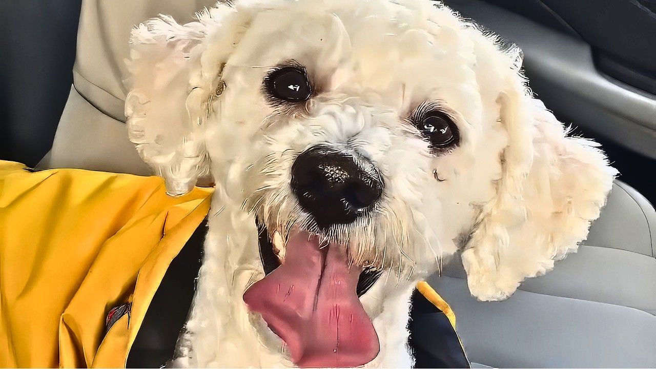 I rescued a stray dog, it bit me, but I overcame my fear and changed it ...