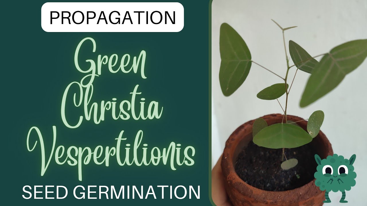 Green Swallowtail Propagation from Seed | Christia Vespertilionis - YouTube