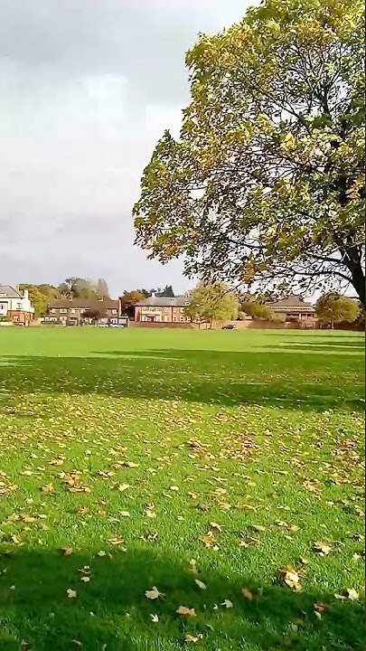 Pretty English Bulldog walking among the leaves along tree lined path on a windy Autumn Fall day ...