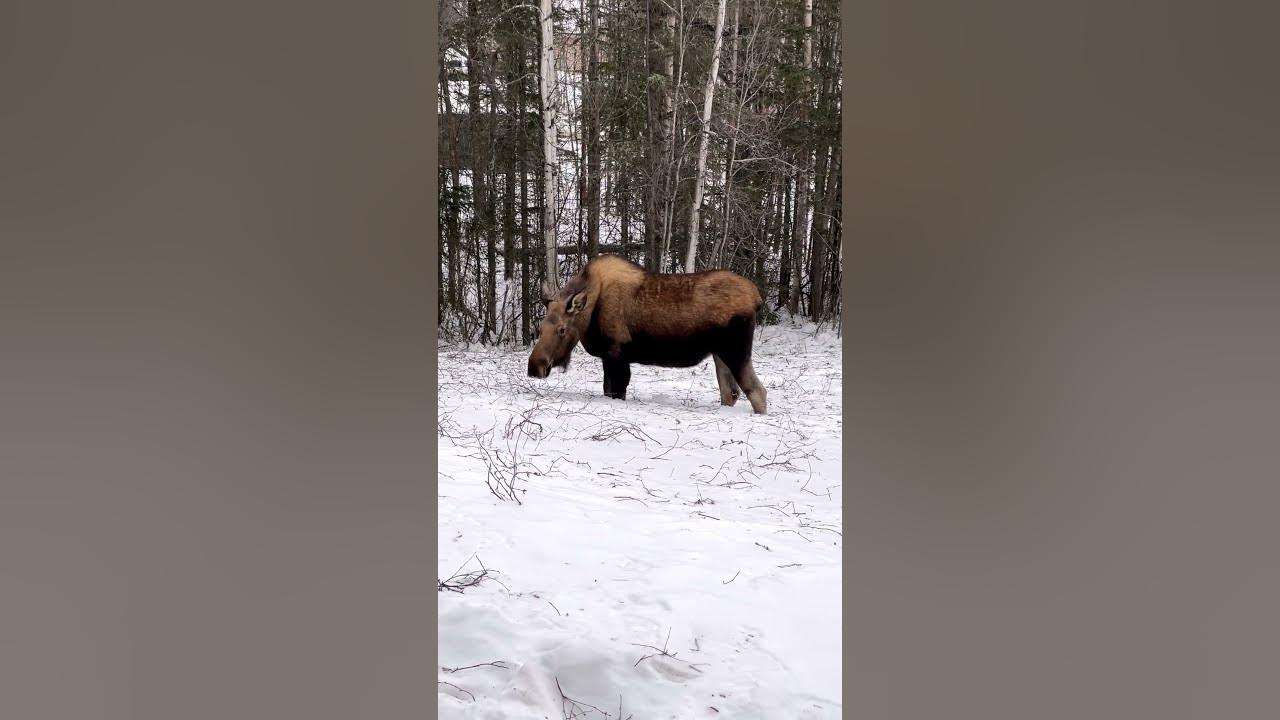 Alaskan Moose Eating Twigs - YouTube