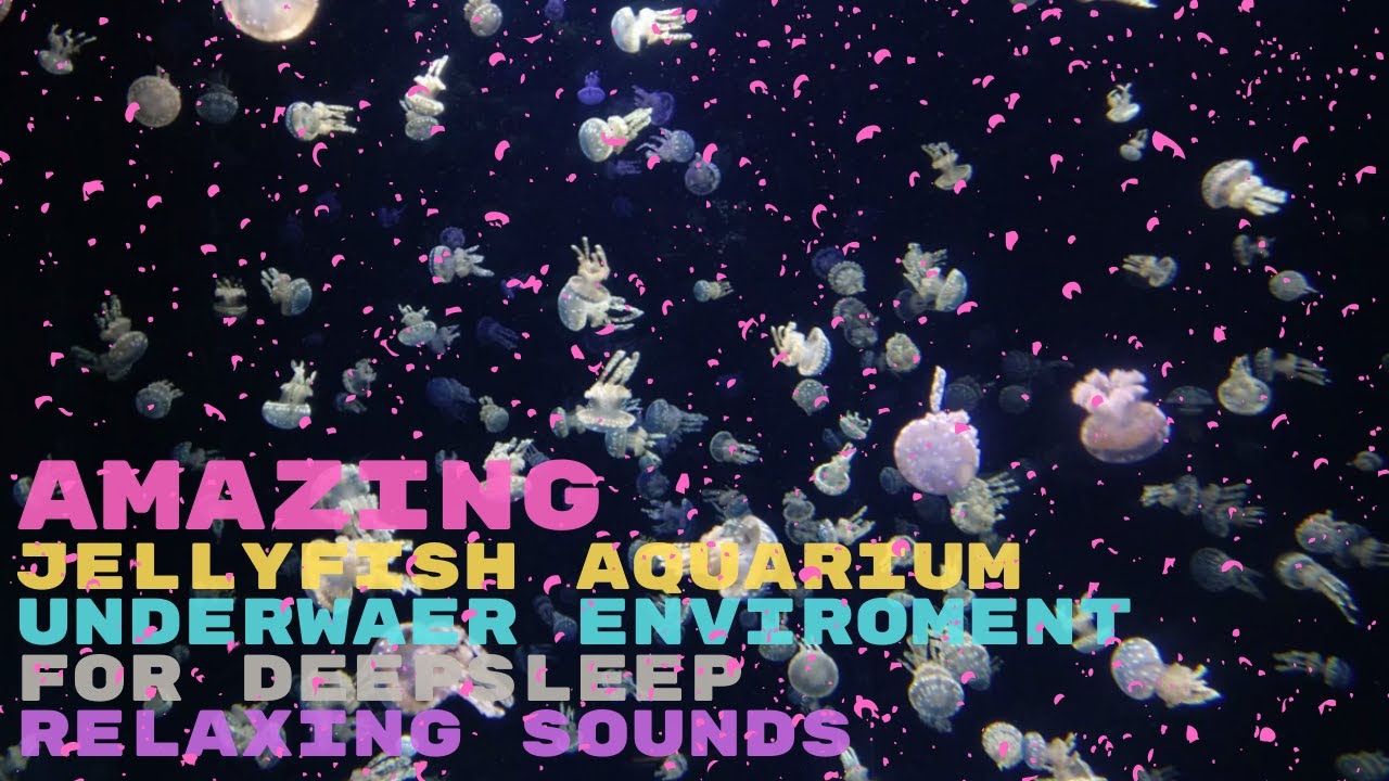Amazing Jellyfish Aquarium Underwater Environment For Deep Sleep ...