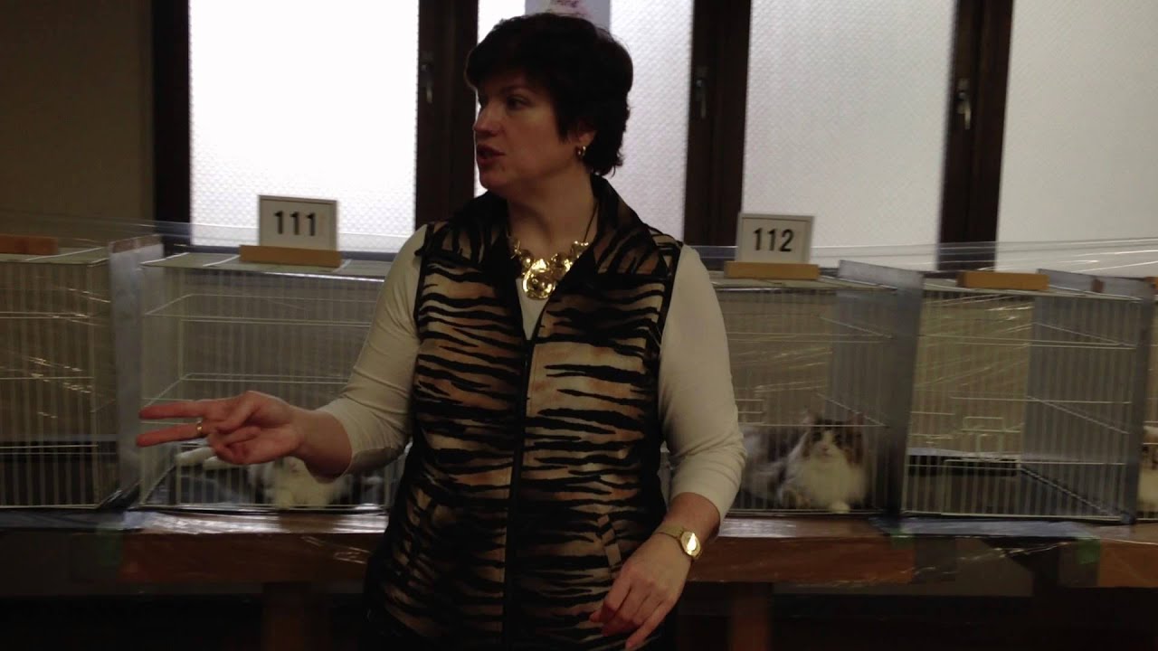 TICA ECC Cat show Laura Cunningham's longhair cat final - YouTube