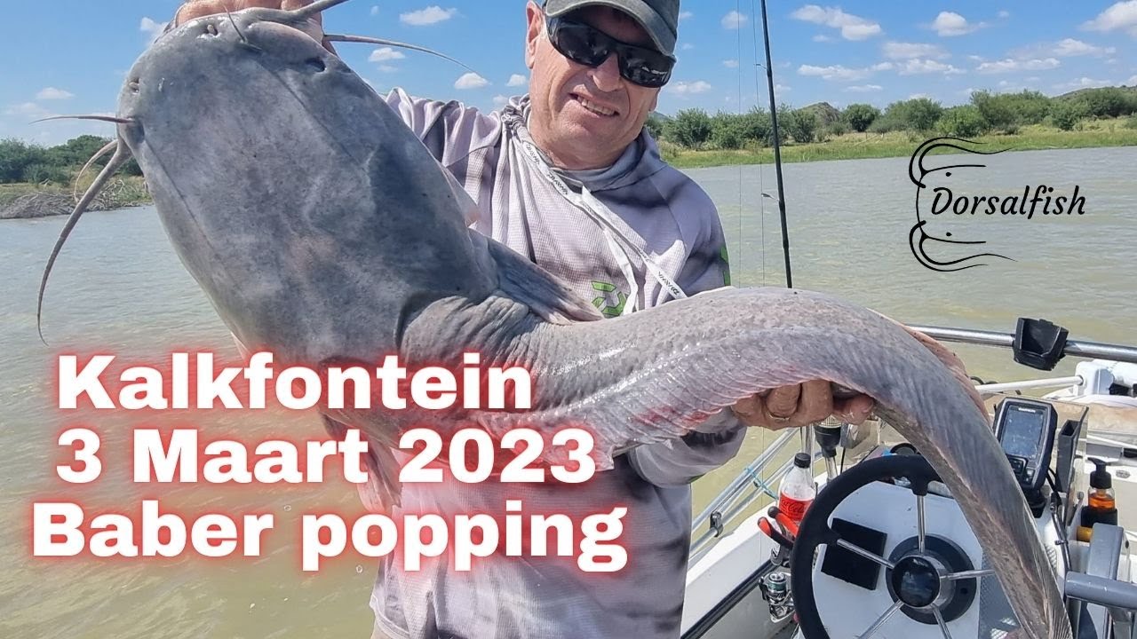 Baber hengel by Kalkfontein 3 Maart 2023 (How to do popping/prop vir ...