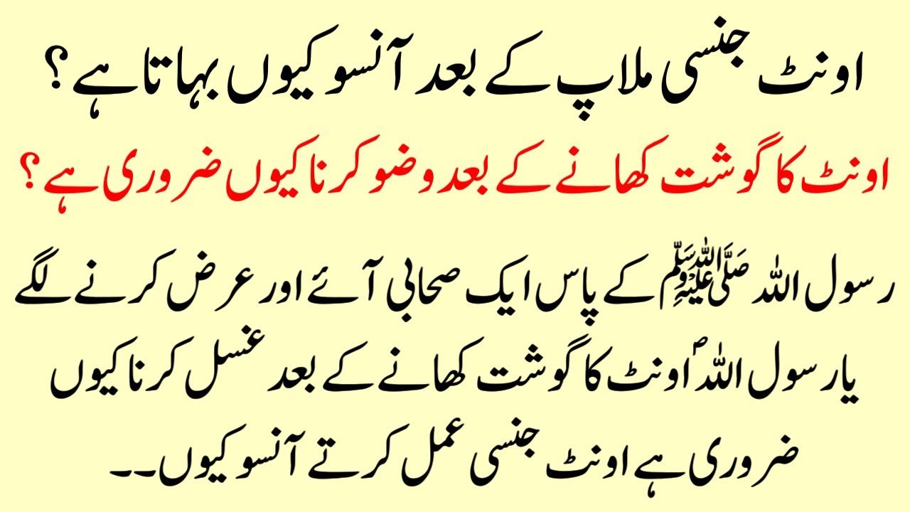 Camel ka Gosht khanay ke Baad Wazu karna kiu Zaruri hai | Most ...