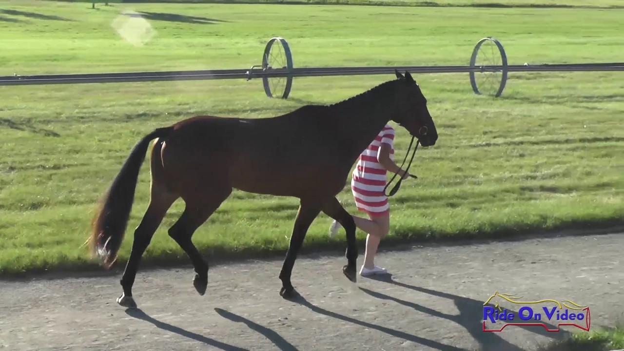 731J2 Erica Jarrell on Uni Sprite NAJYRC CCI1* FEI Jog 2 Rebecca Farm ...