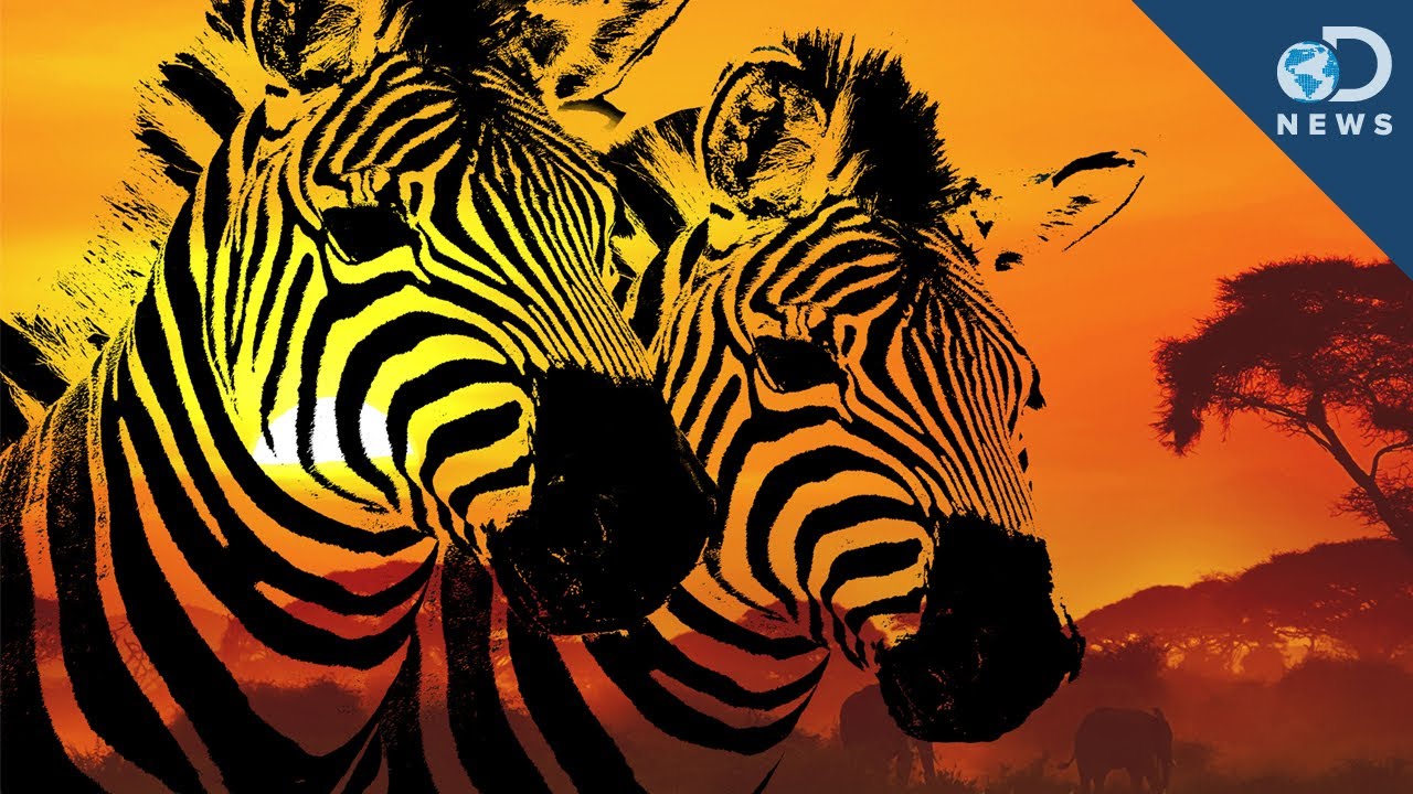 How Stripes Make Zebras Invisible To Bugs! - YouTube