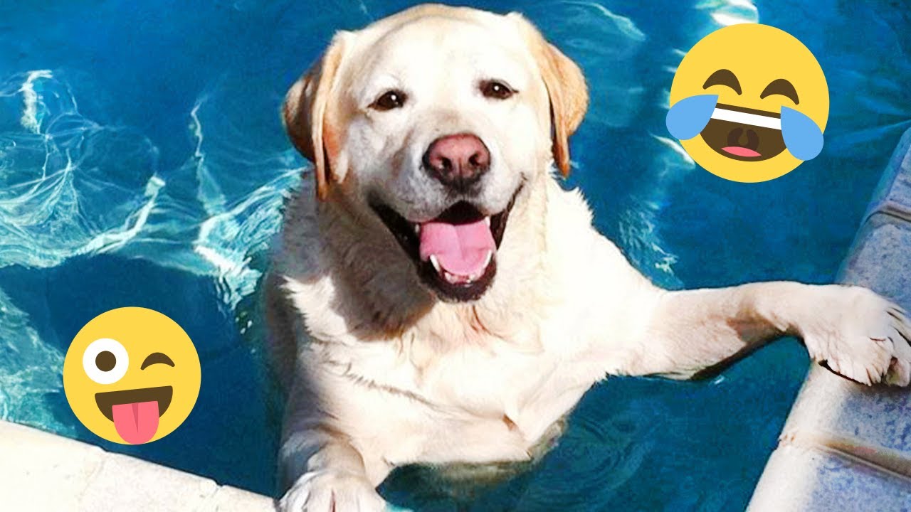 Funniest Dogs Ever! 🤣 | Funny Dog Videos Compilation 2025 🐶 Part 34 ...